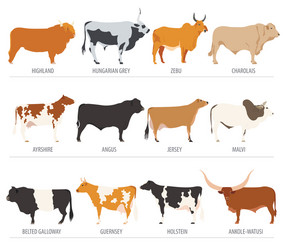 Different cows colors set Royalty Free Vector Image