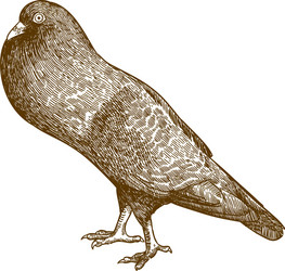 Monochrome skull of pigeon dove bird sketch Vector Image