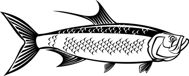 Tarpon Fish Vector Images (65)