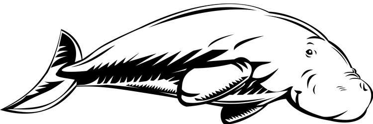Dugong Vector Images (over 270)