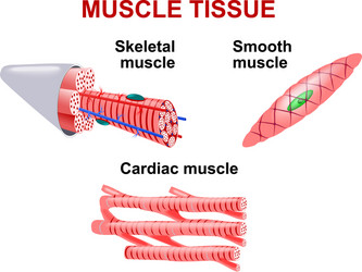 Human muscle anatomy with body Royalty Free Vector Image