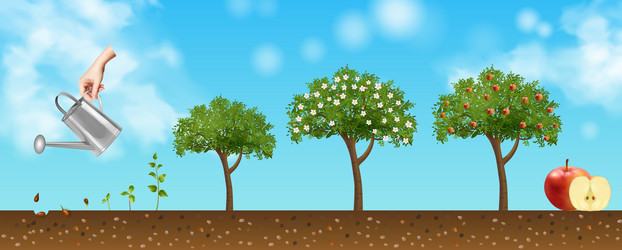 Apple Tree Life Cycle Vector Images (53)