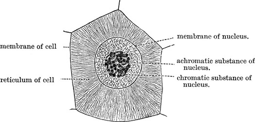 Endoplasmic reticulum structure infographics Vector Image