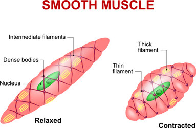 Skeletal muscle anatomy structure Royalty Free Vector Image