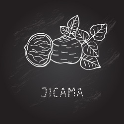 Hand drawn jicama Royalty Free Vector Image - VectorStock