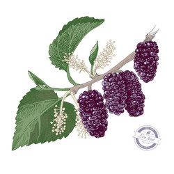 Mulberry Tree Drawing Vector Images (55)