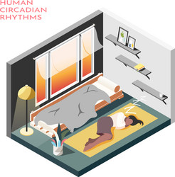 Circadian rhythm infographics Royalty Free Vector Image
