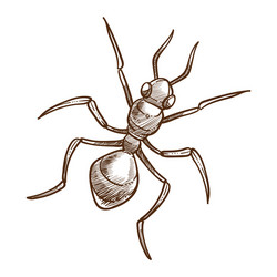 Titan beetle insect top view hand drawn sketch Vector Image