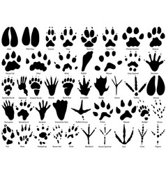 Printable Squirrel Track