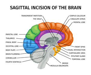 Limbic system cross section of the human brain Vector Image