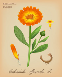 Calendula 3d realistic icon Royalty Free Vector Image