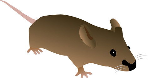 Brown Mouse Vector Images (over 2,300)