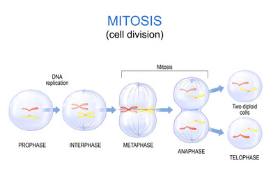 Interphase Meiosis