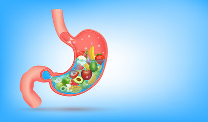 Best foods for digestive system Royalty Free Vector Image