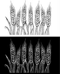 Hand drawing ears of rye Royalty Free Vector Image