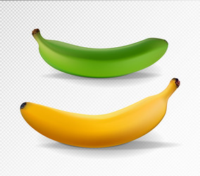 Realistic yellow banana in 3d on white background Vector Image