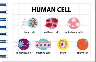 Diagram human cell for education Royalty Free Vector Image
