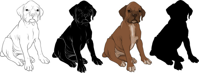 Boxer dog clipart all coat colors set different Vector Image