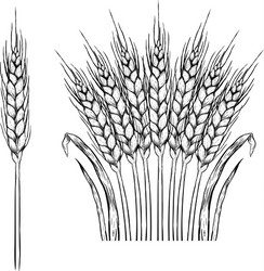 Hand drawing ears of rye Royalty Free Vector Image