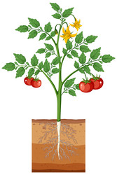 Tomato plant with fruit isolated root system Vector Image
