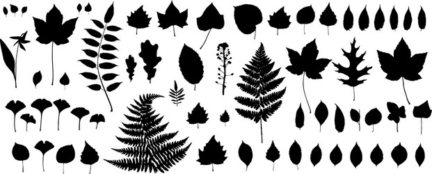 Bodhi Leaf Vector Images (over 220)