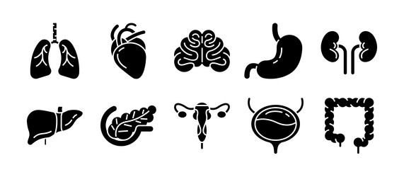 Set of human internal organs icon medical organ Vector Image