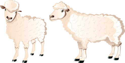 Sheep Royalty Free Vector Image - VectorStock