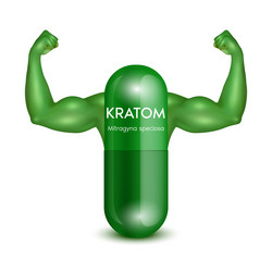 Kratom medical Royalty Free Vector Image - VectorStock