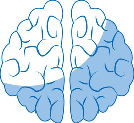 Human brain anatomy image Royalty Free Vector Image