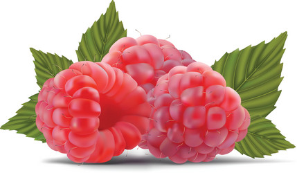 Leaves Vector Images (over 700,000)