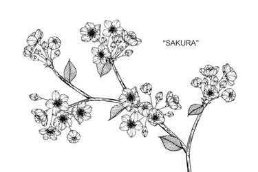 Sakura flower drawing Royalty Free Vector Image