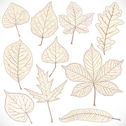 Set of high detailed skeleton leaves Royalty Free Vector