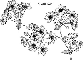 Sakura flower drawing Royalty Free Vector Image