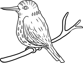 Hand drawn feathers Royalty Free Vector Image - VectorStock