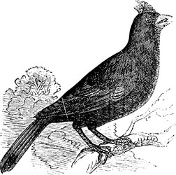 Black White Cardinal Vector Images (over 1,700)