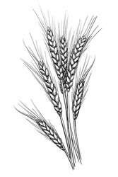 Drawn Vintage Wheat Vector Images (over 4,100)