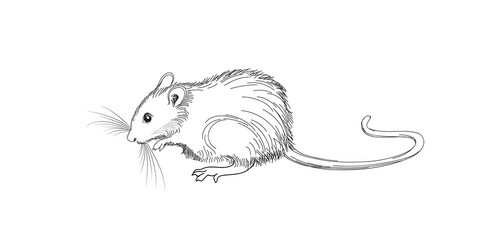 Animal tracks sketch engraving Royalty Free Vector Image