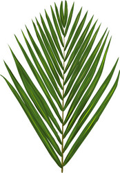 Leafe Vector Images (over 2 million)