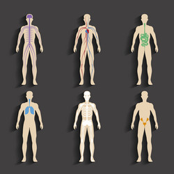 Body Systems Vector Images (over 39,000)