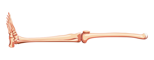 Shank Bone Vector Images (over 170)