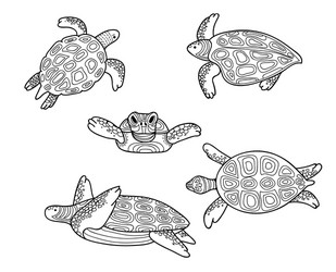 Hawksbill sea turtle collection Royalty Free Vector Image