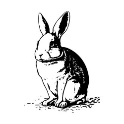 Rabbit drawing isolated hand drawn engraved style Vector Image