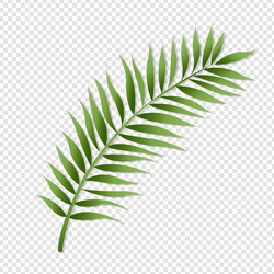 Palm tree leaf isolated white background Vector Image
