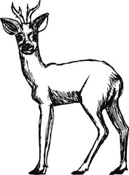 Roe Deer Vector Images (over 1,000)