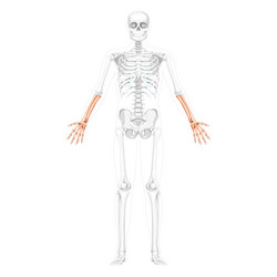 Skeleton forearms human hand front view with two Vector Image