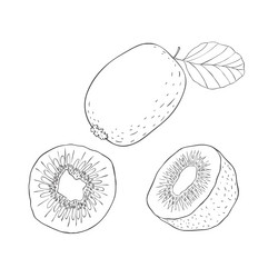 Kiwi Line Art Vector Images (over 810)