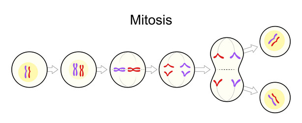 Cell Cycle Vector Images (over 1,200)