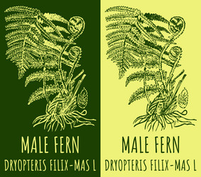 Male Fern Vector Images (50)