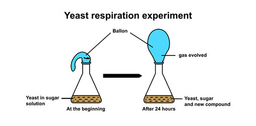 Yeast respiration experiment Royalty Free Vector Image Yeast respiration experiment Royalty Free Vector Image