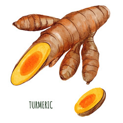 Turmeric Vector Images (over 2,700)